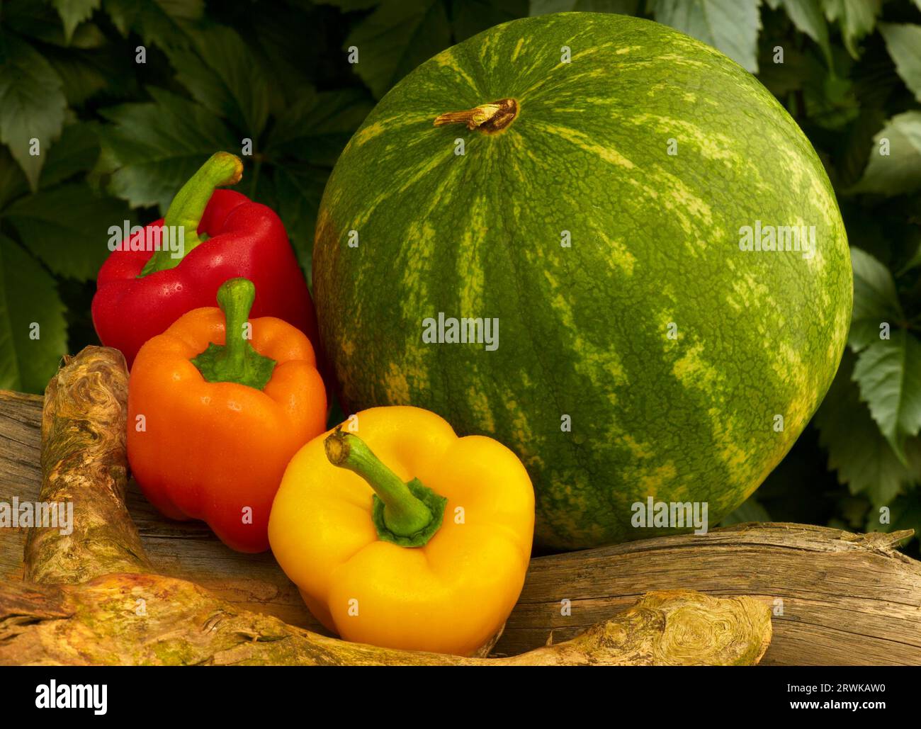 Watermelon vine fruit hi-res stock photography and images - Alamy