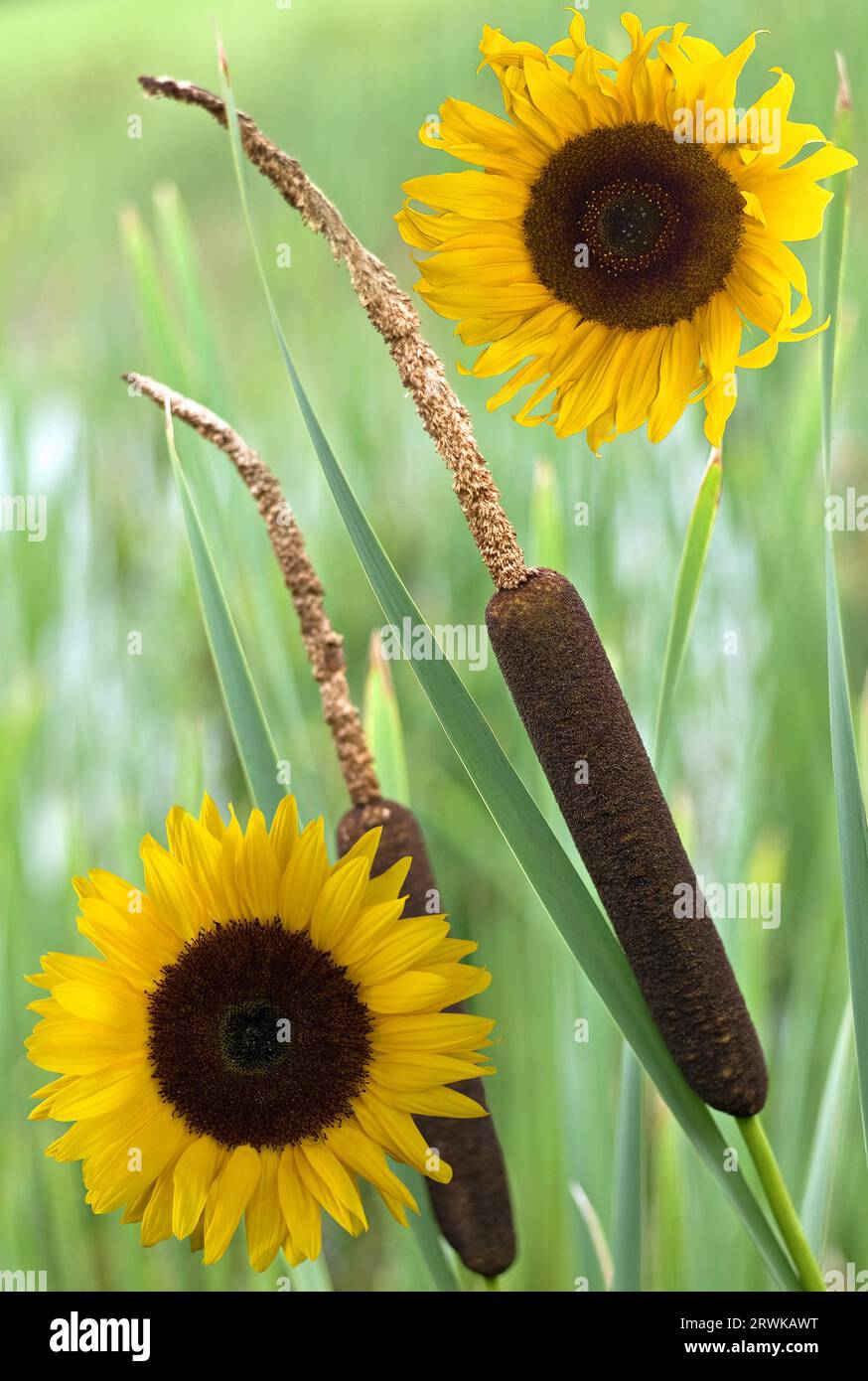 Reed sunflowers hi-res stock photography and images - Alamy