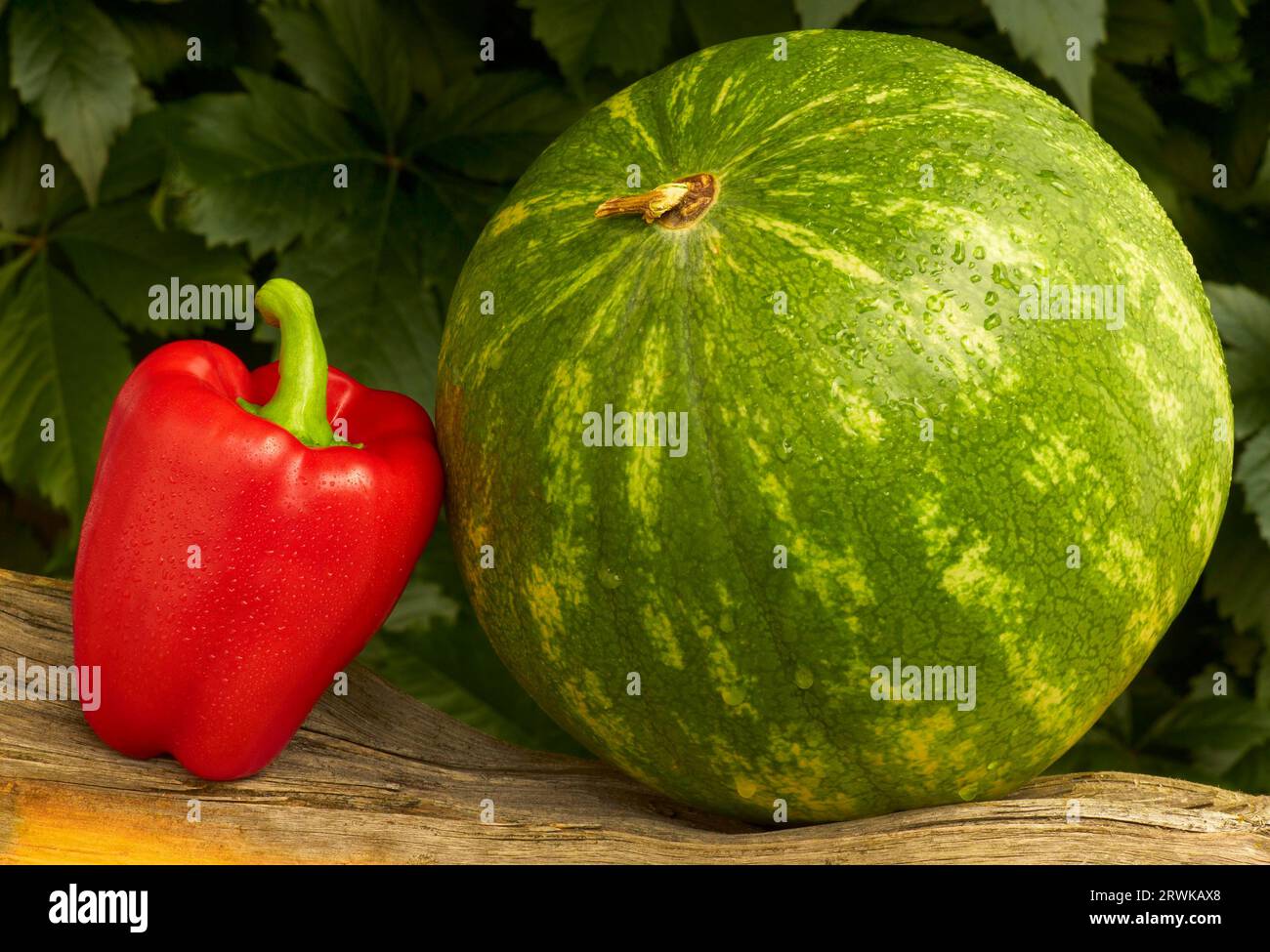 Watermelon vine climbing hi-res stock photography and images - Alamy