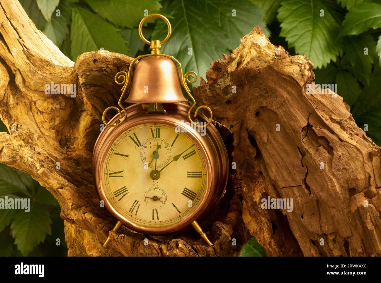 Root region hi-res stock photography and images - Alamy