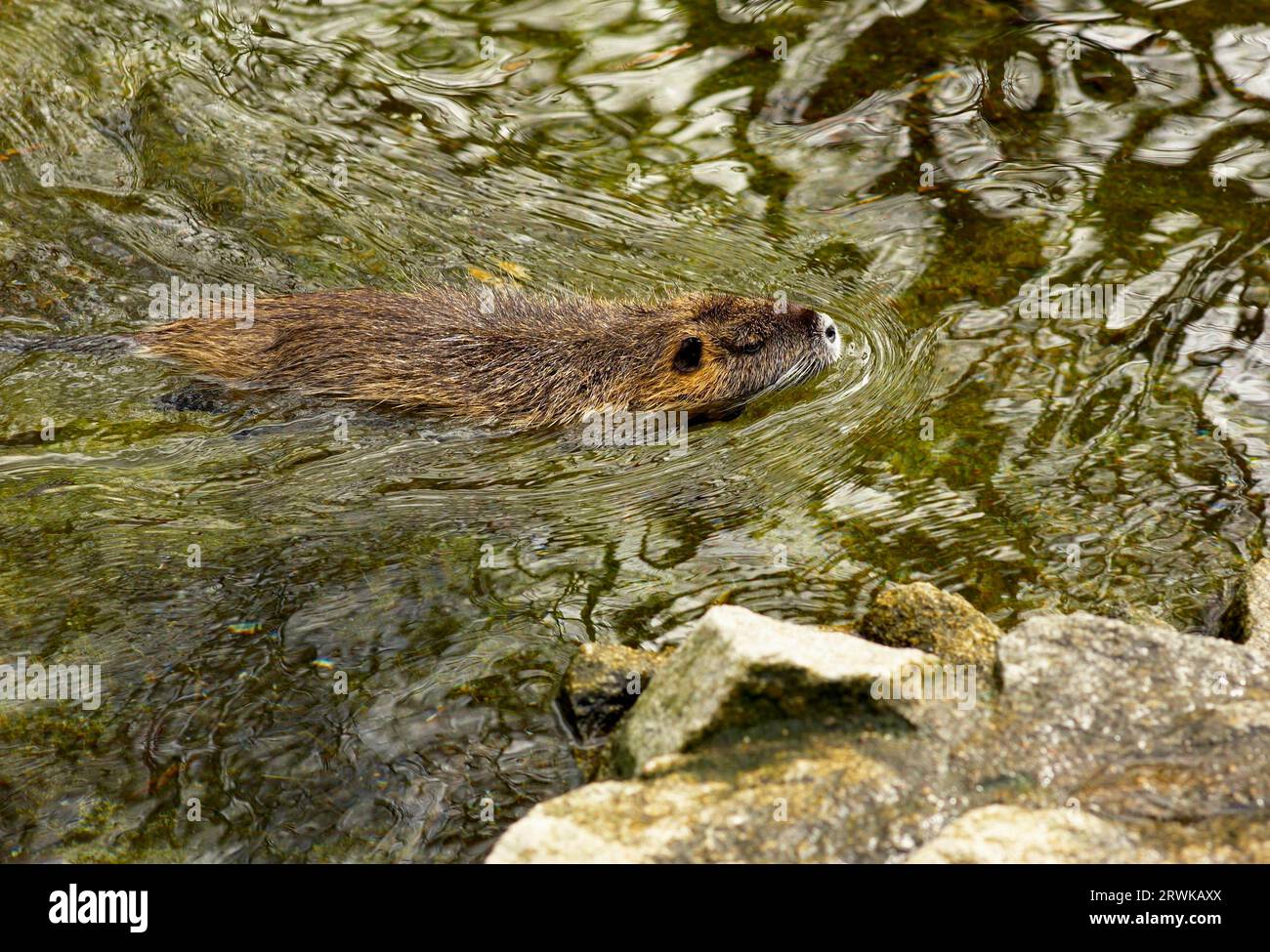 The beaver rat, also called nutria or more rarely swamp beaver, tail ...