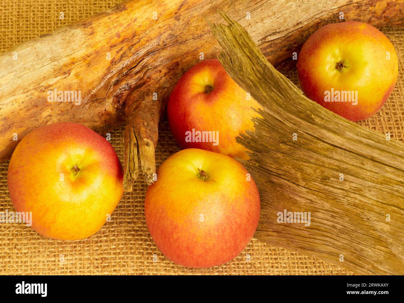 Apple tree root hi-res stock photography and images - Alamy