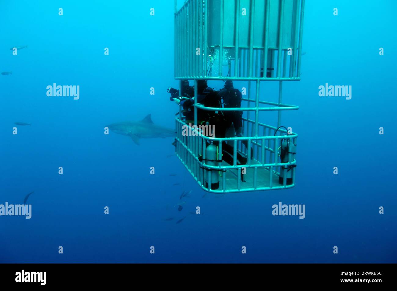 Great white shark (Carcharodon carcharias) and divers in deep shark ...