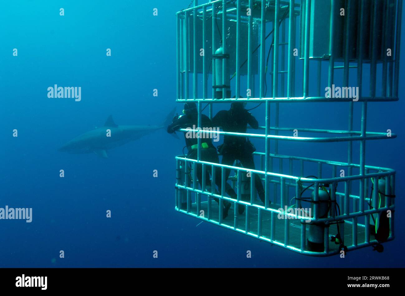 Divers in deep shark cage, great (Carcharodon carcharias) white shark ... Divers in deep shark cage, great (Carcharodon carcharias) white shark ...