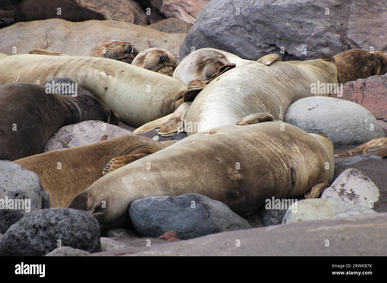 Northern Elephant Seal (Mirounga angustirostris) sleeping on rocky ...