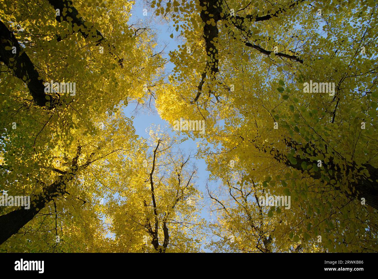 Canopy border hi-res stock photography and images - Alamy