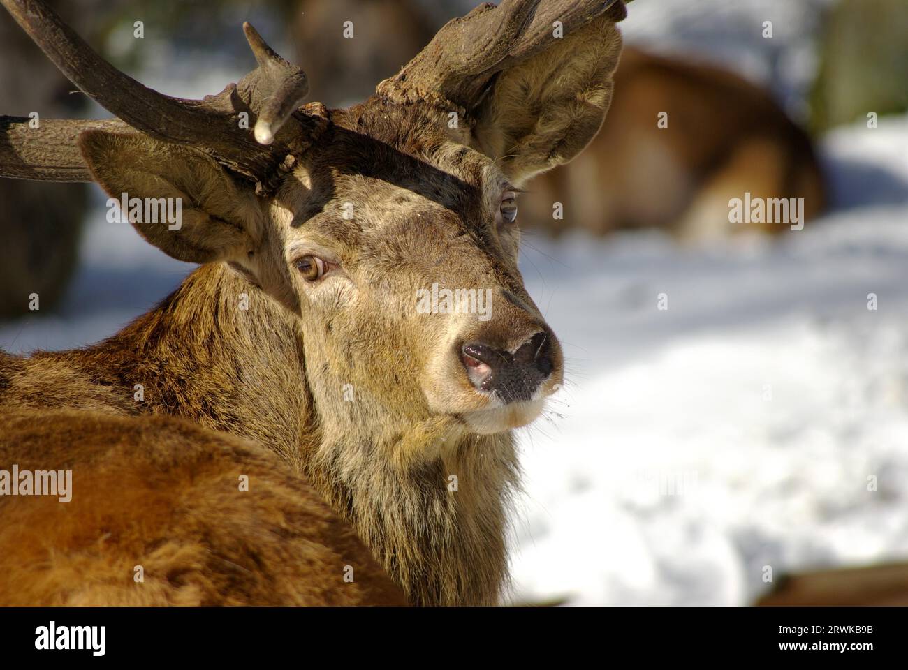 Portrait shot hi-res stock photography and images - Alamy