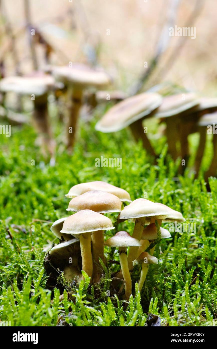 Poisonous Moss Saplings Stock Photo - Alamy