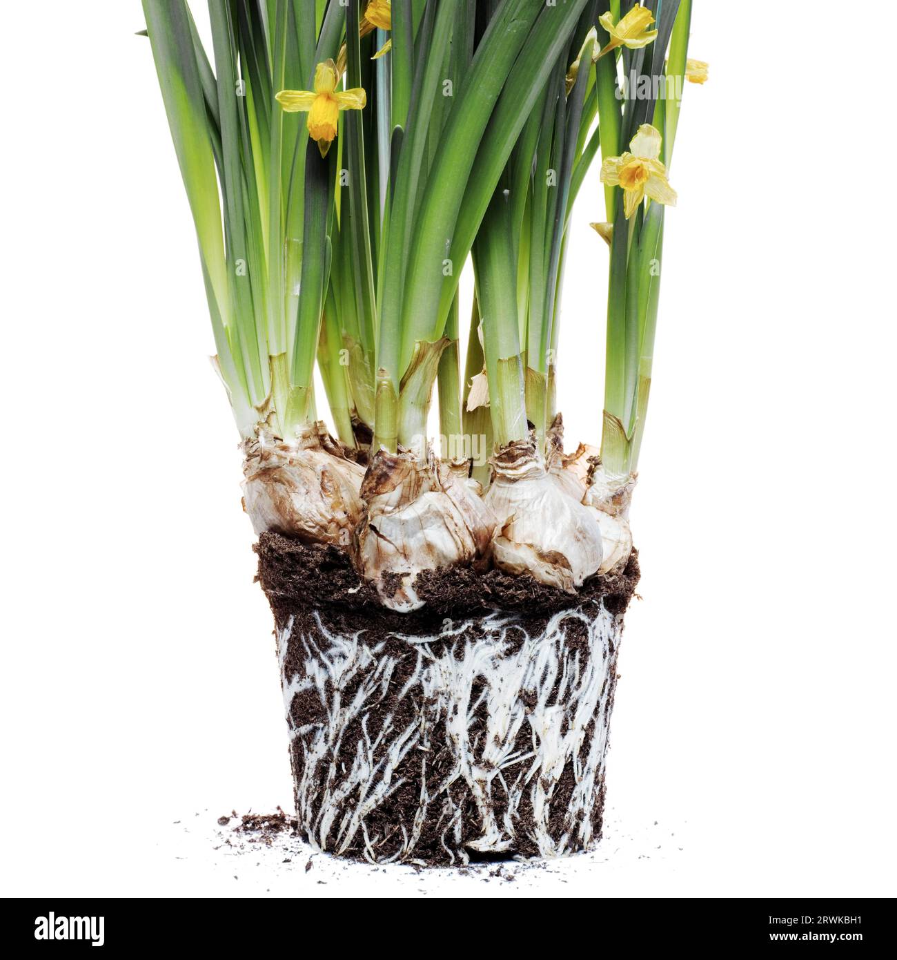 Root ball hi-res stock photography and images - Alamy