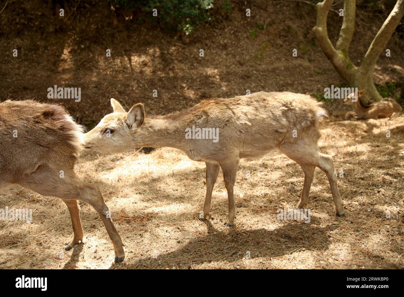 Deer sniffing or kissing butt of deer at Nara Park, Japan Stock Photo - Alamy