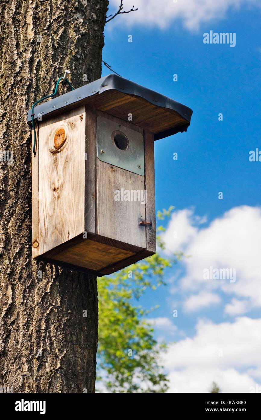 A nest box on an oak tree Stock Photo - Alamy