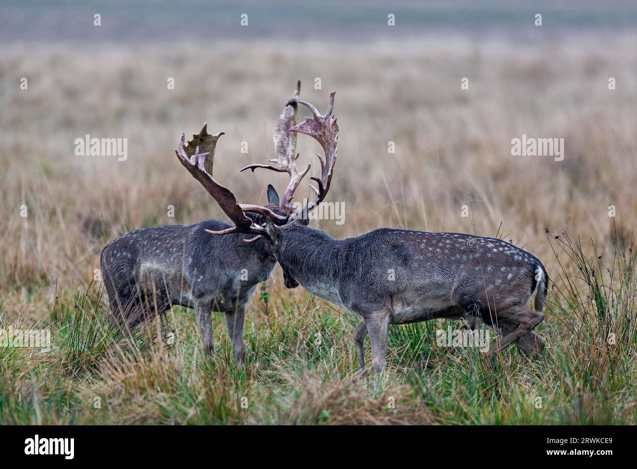 In the rutting season people can clearly smell male Fallow Deer (Dama ...