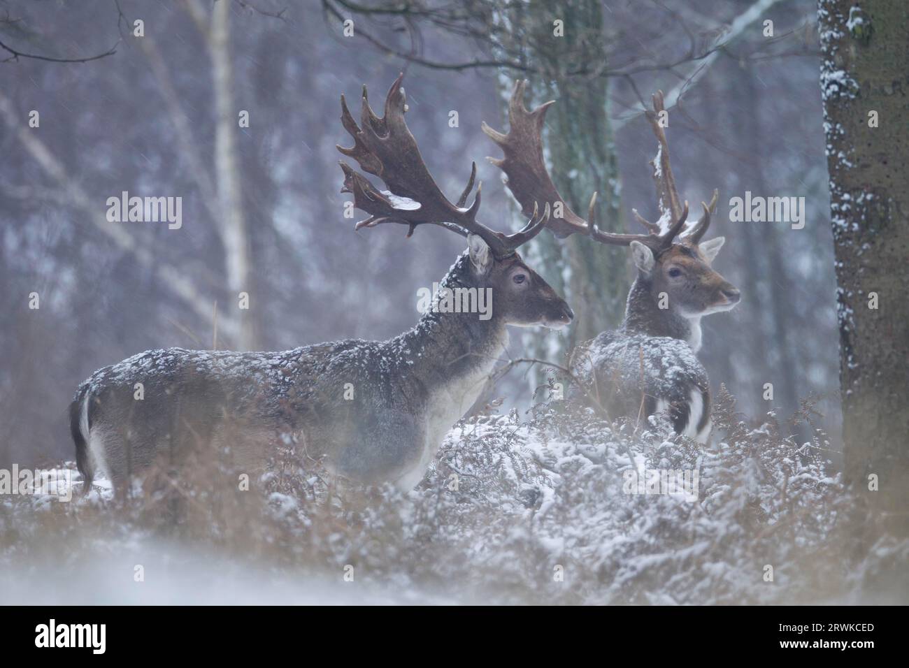 Fallow Deer, the deer live in separate herds outside the rut, separated ...