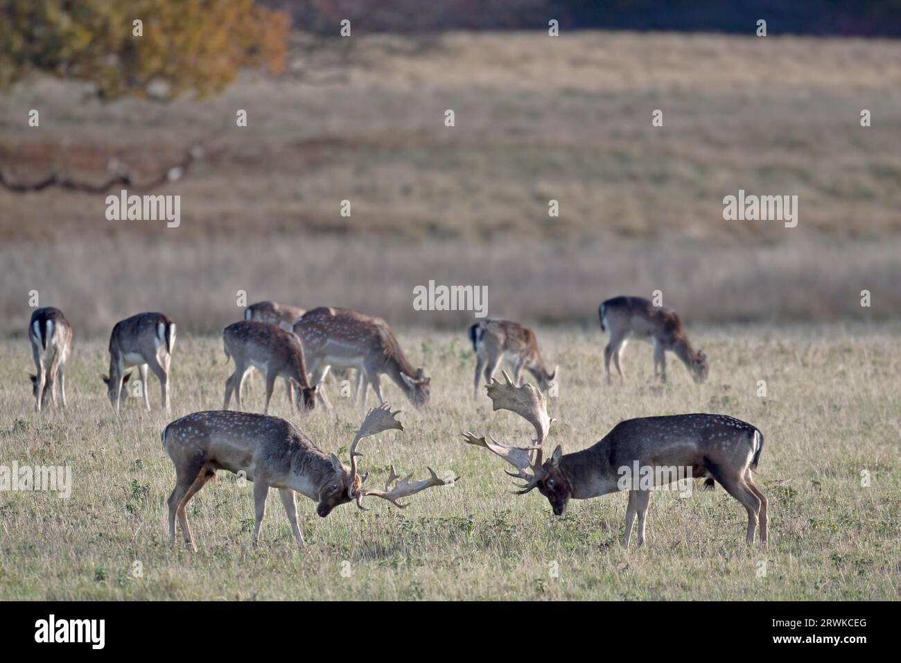 Fallow Deer (Dama dama), the rutting fights are carried out according ...