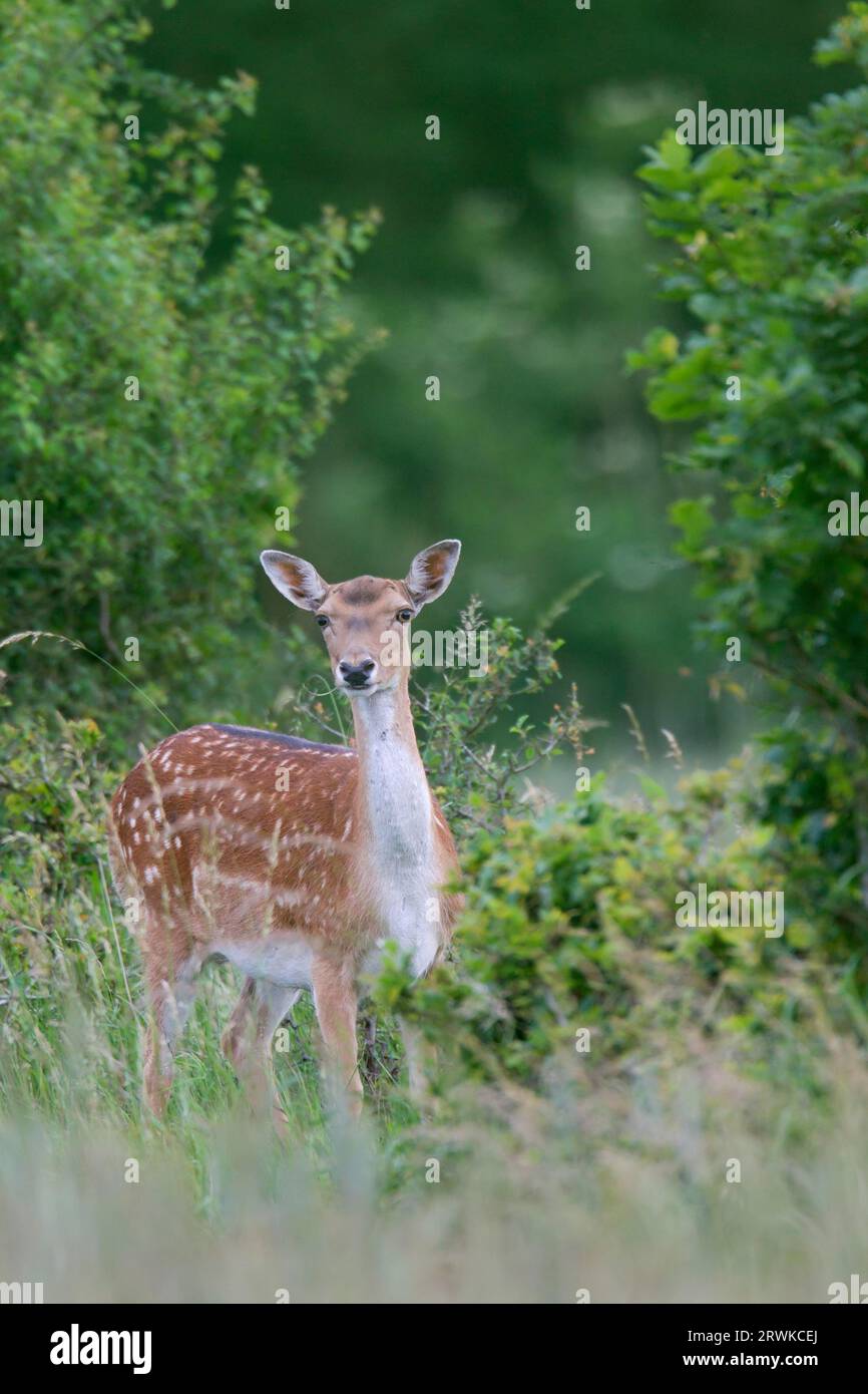 Fallow Deer (Dama dama) feed on many different plants, for example ...