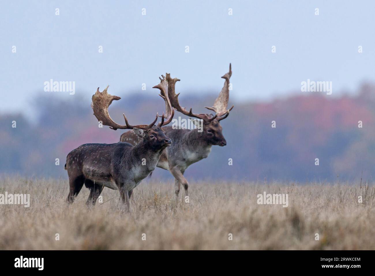 Black specimens are common in Fallow Deer, usually the underside of the ...