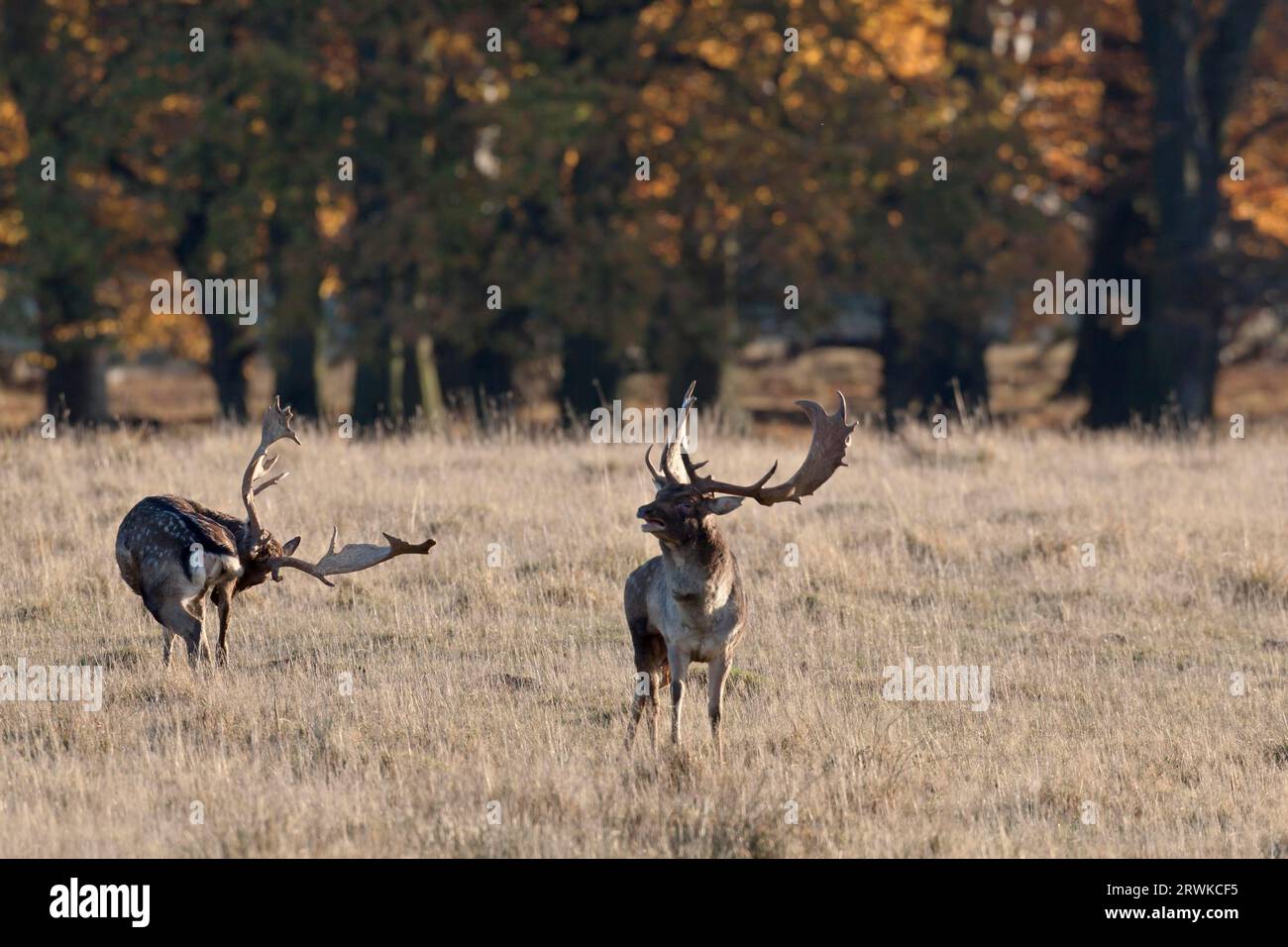 Fallow Deer, the rutting fights are carried out according to a fixed ...