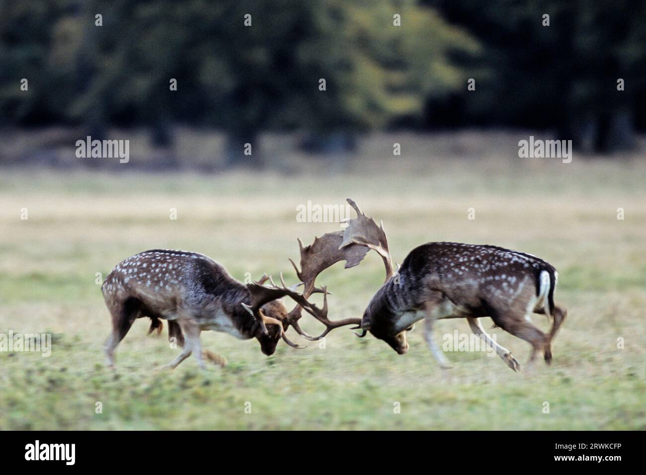 Fallow Deer (Dama dama), the rutting fights are carried out according ...