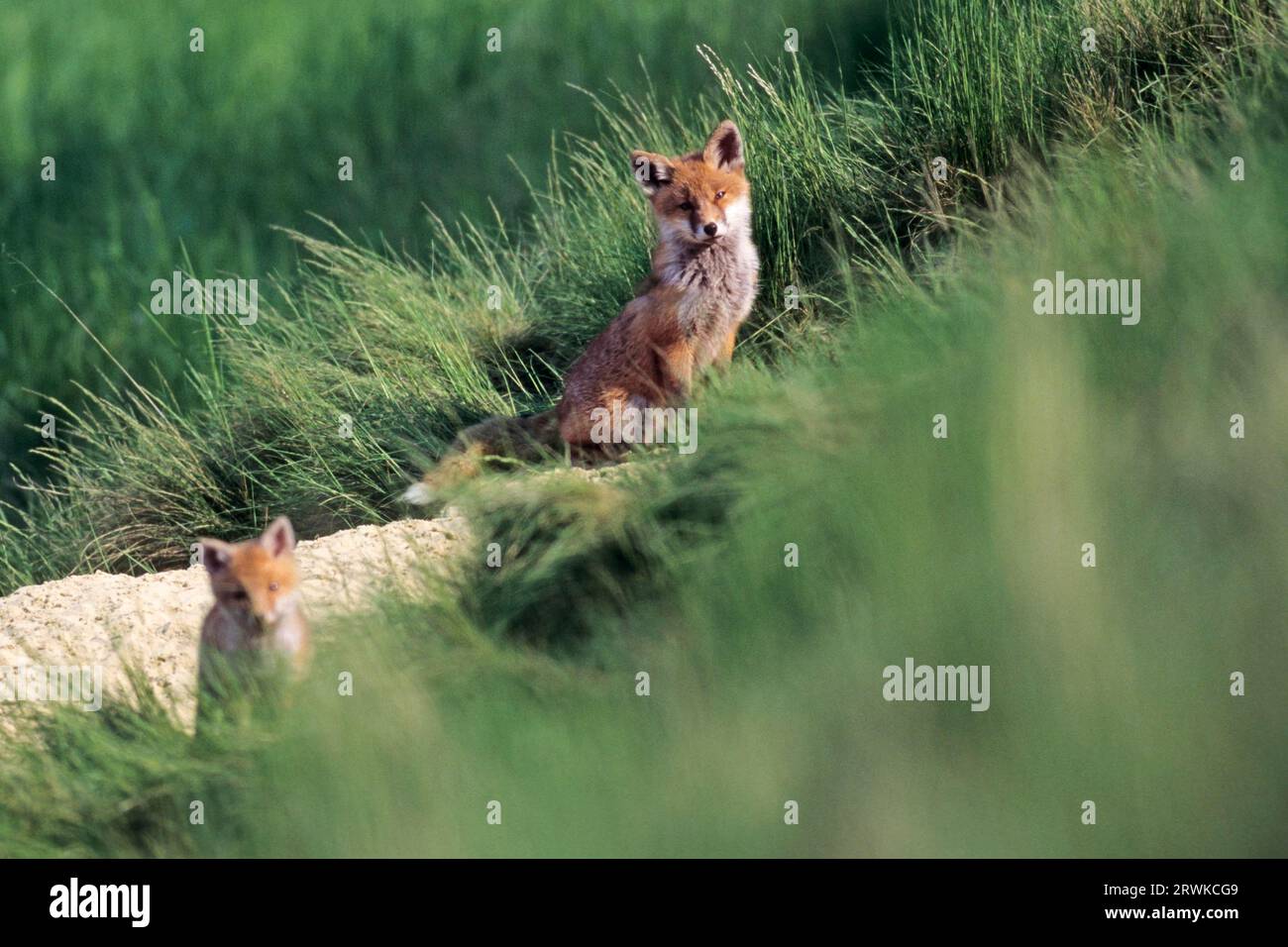 Red Fox (Vulpes vulpes), the pups are suckled for 6, 7 weeks (Photo Red ...