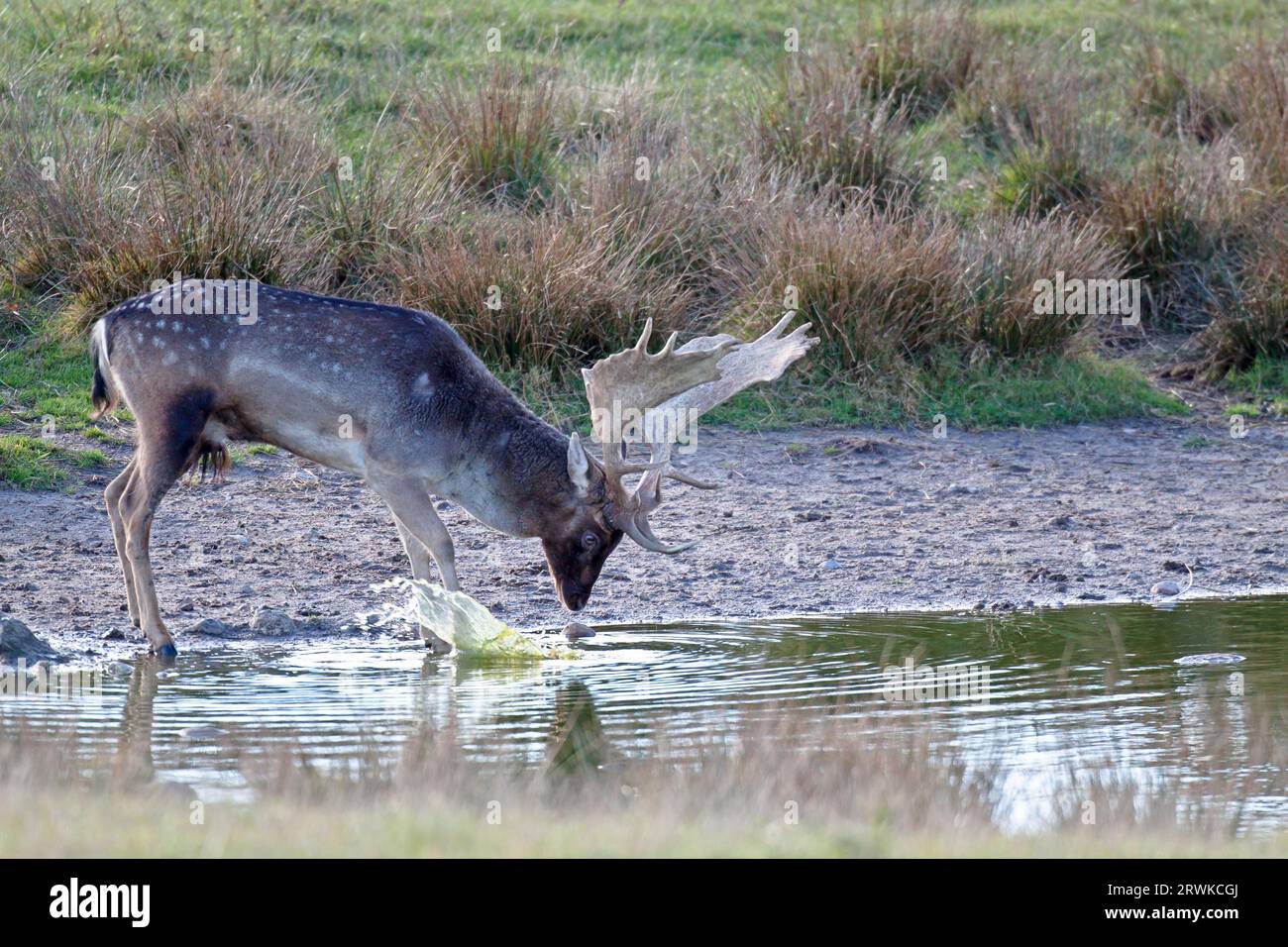 Fallow Deer (Dama dama), the females are much smaller than males (Photo ...