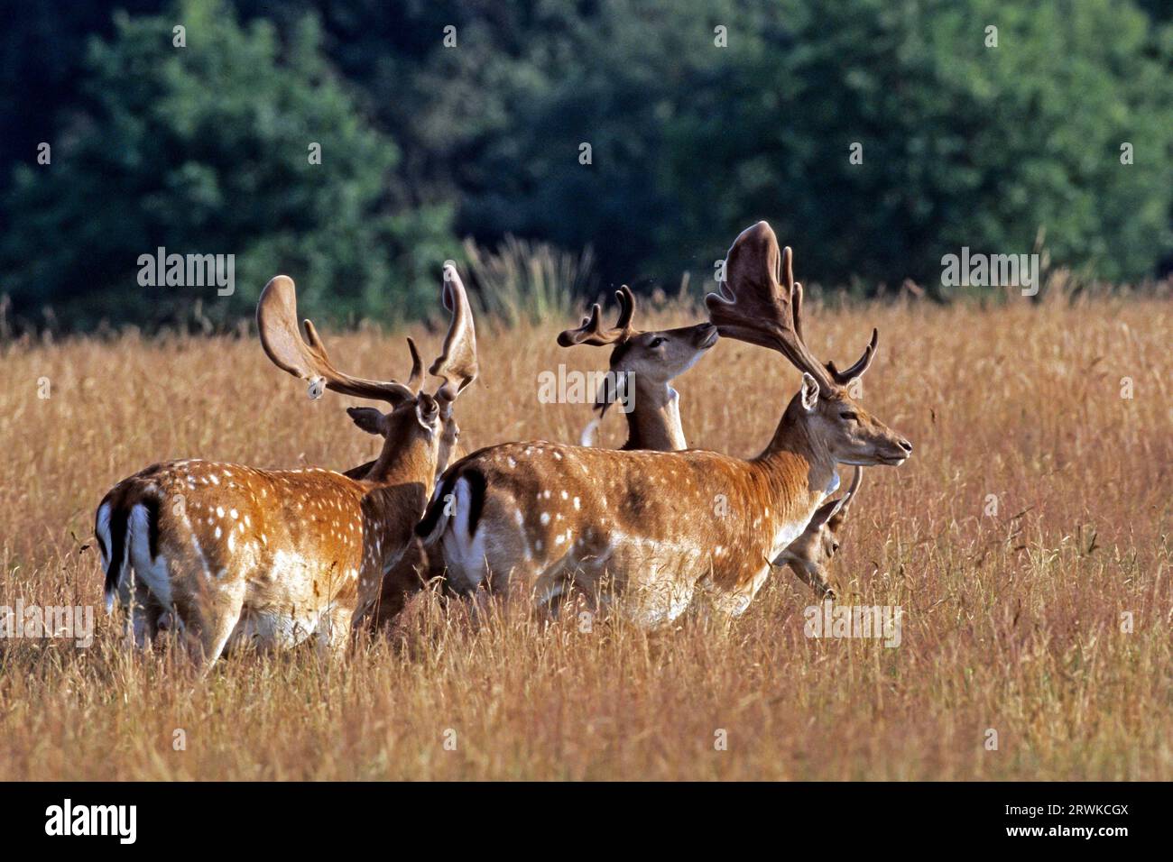 Fallow Deer, once antler growth is complete, the stag sweeps the velvet ...