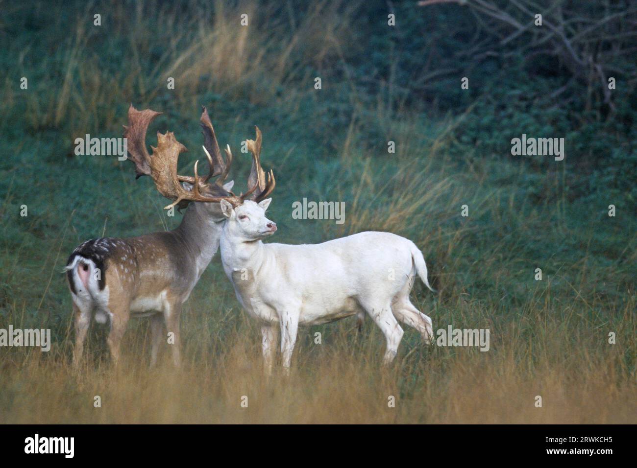 Fallow Deer, the colouration of the coat is very variable, also black ...