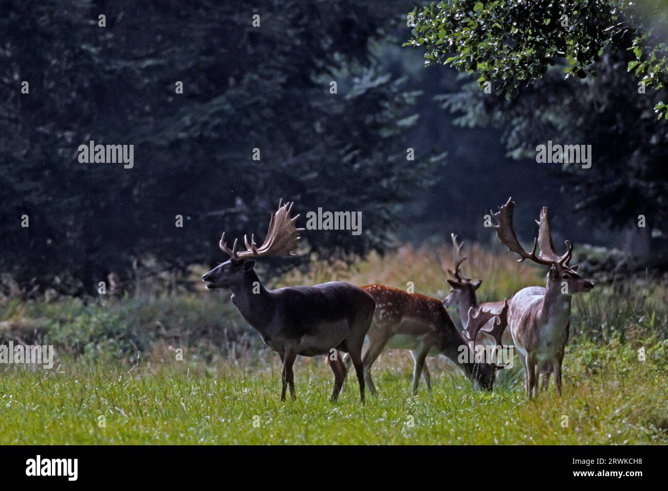 Fallow Deer, the deer live in separate herds outside the rut, separated ...