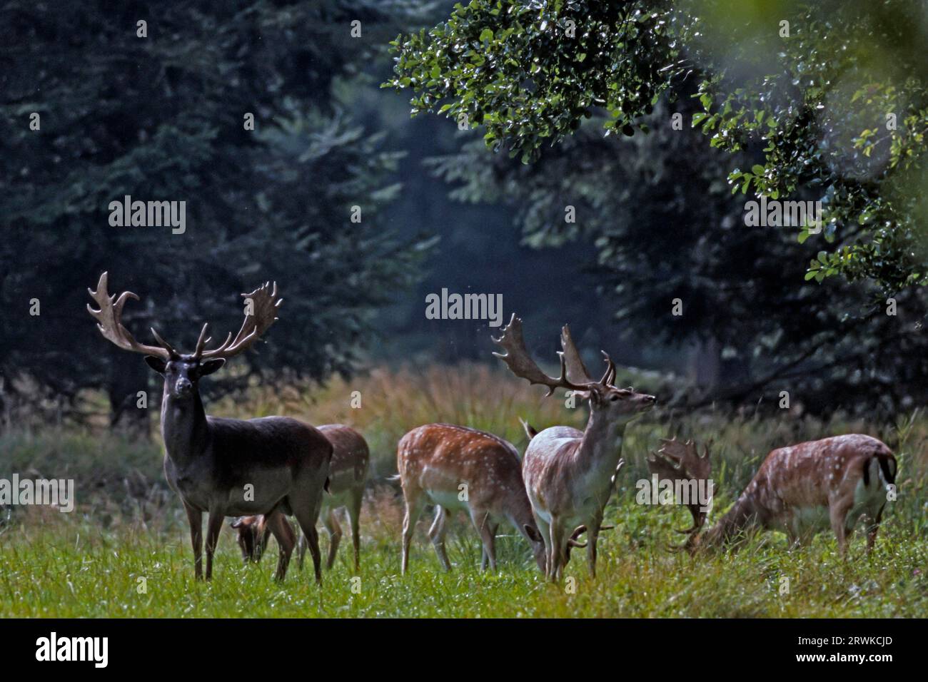 Fallow Deer, the deer live in separate herds outside the rut, separated ...