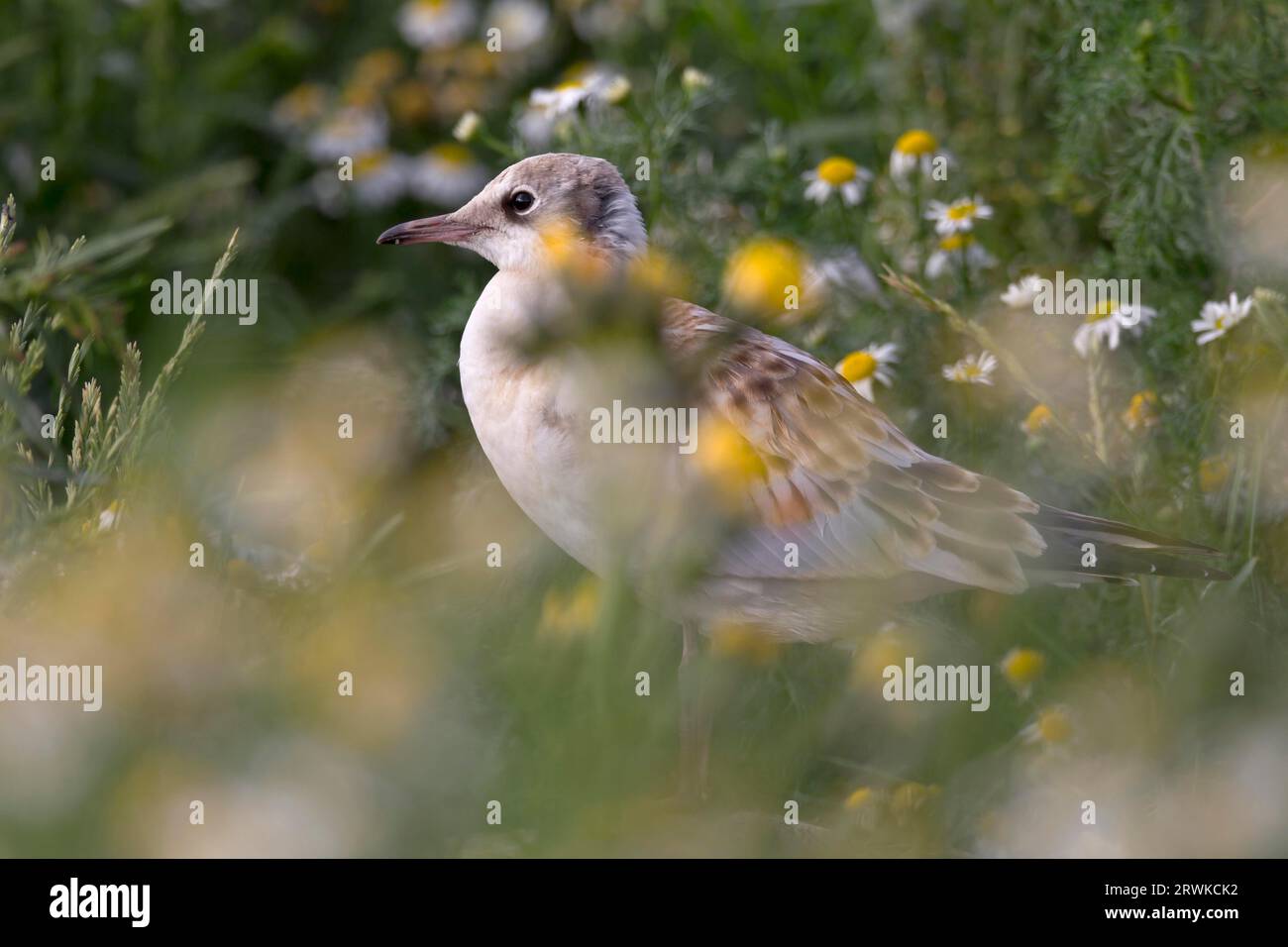 Black-headed Black-headed Gull young bird waits for feed in the ...