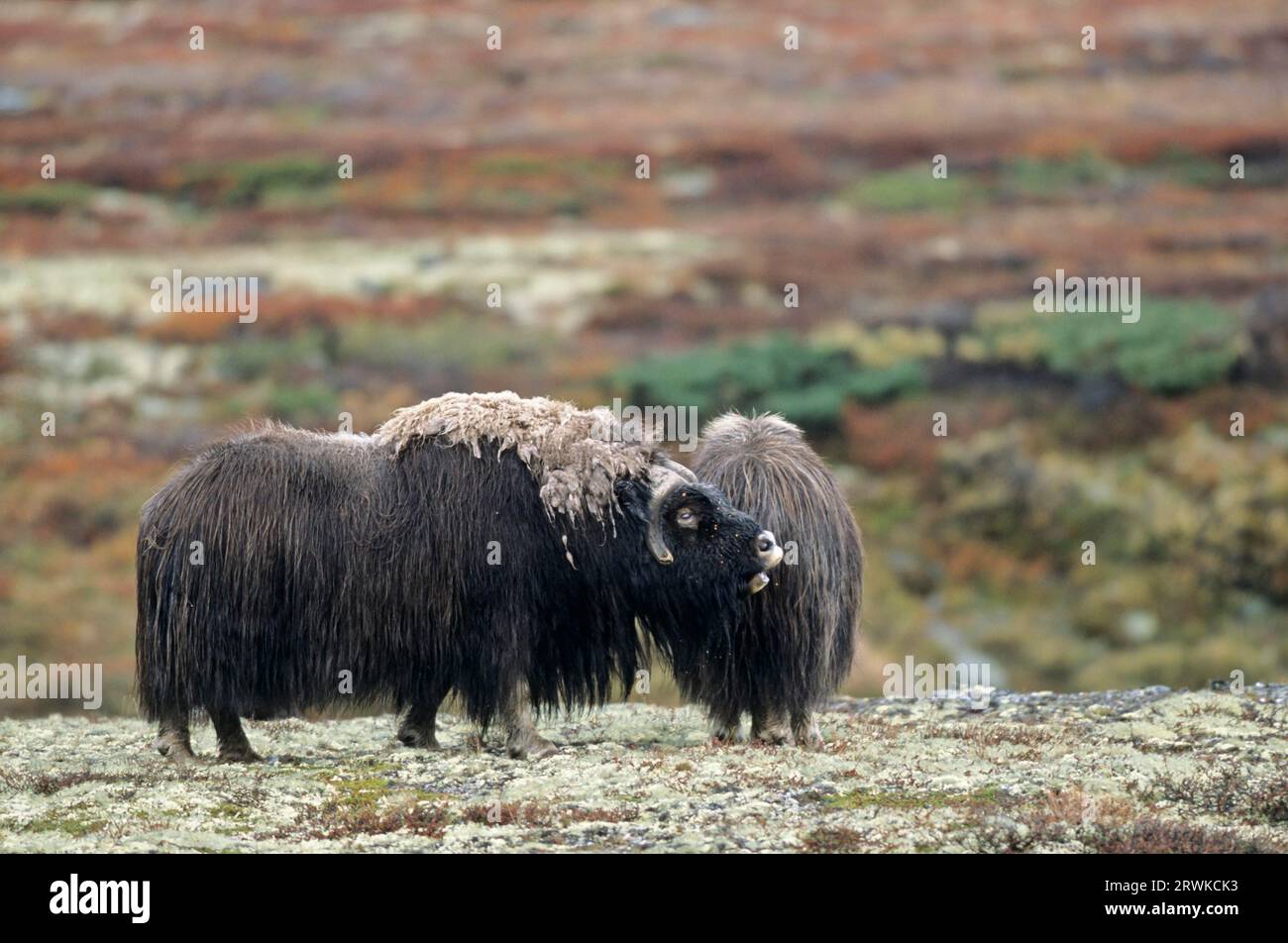 Bull musk oxen (Ovibos moschatus) standing fletching next to a cow in ...