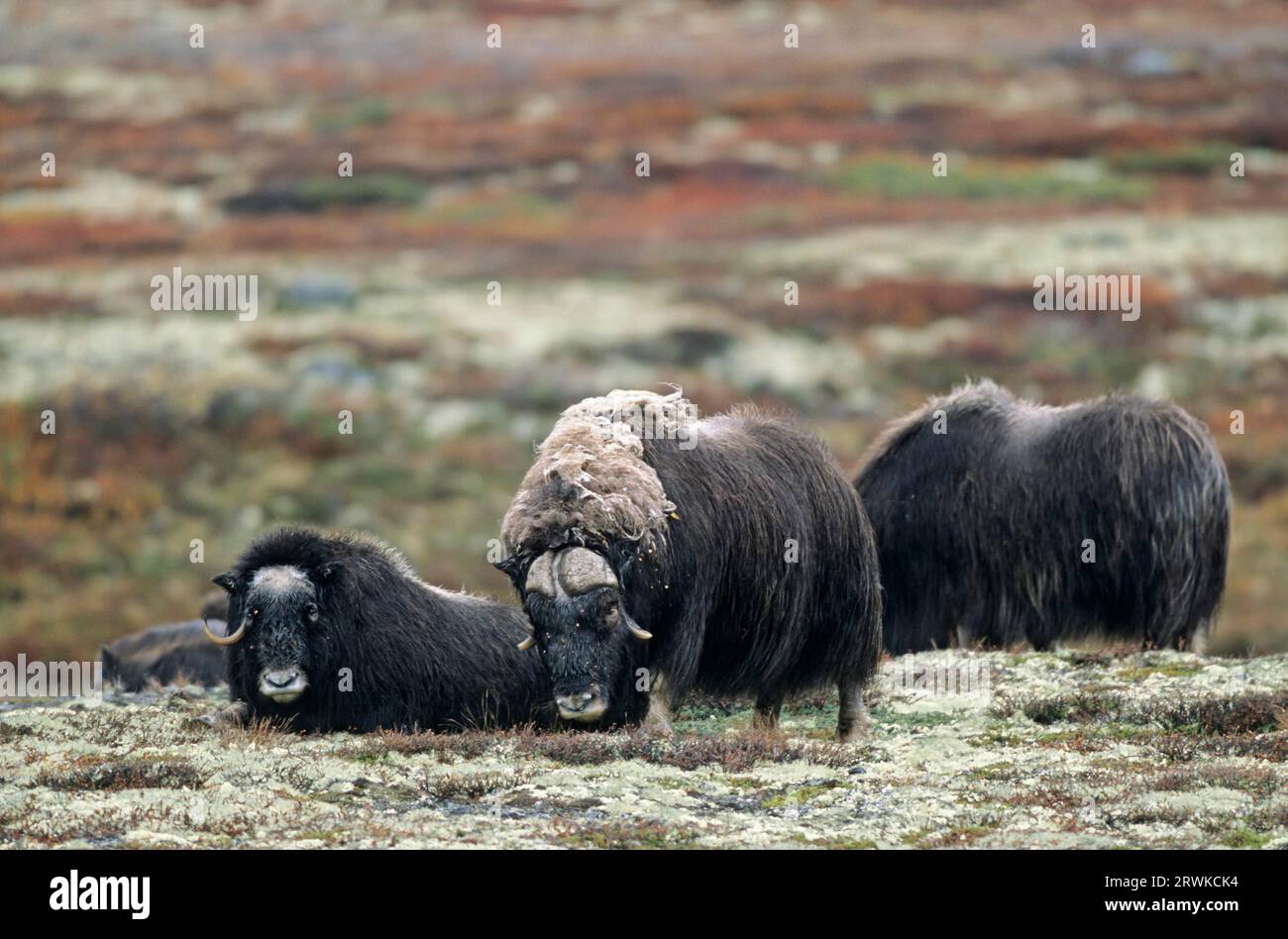 Muskox bull and cow hi-res stock photography and images - Alamy