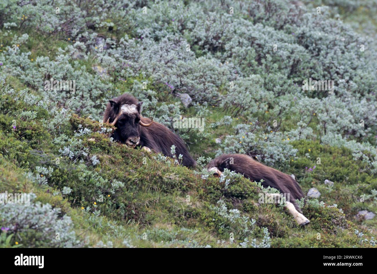 Musk oxen (Ovibos moschatus) resting in the summerly tundra (Musk Ox ...