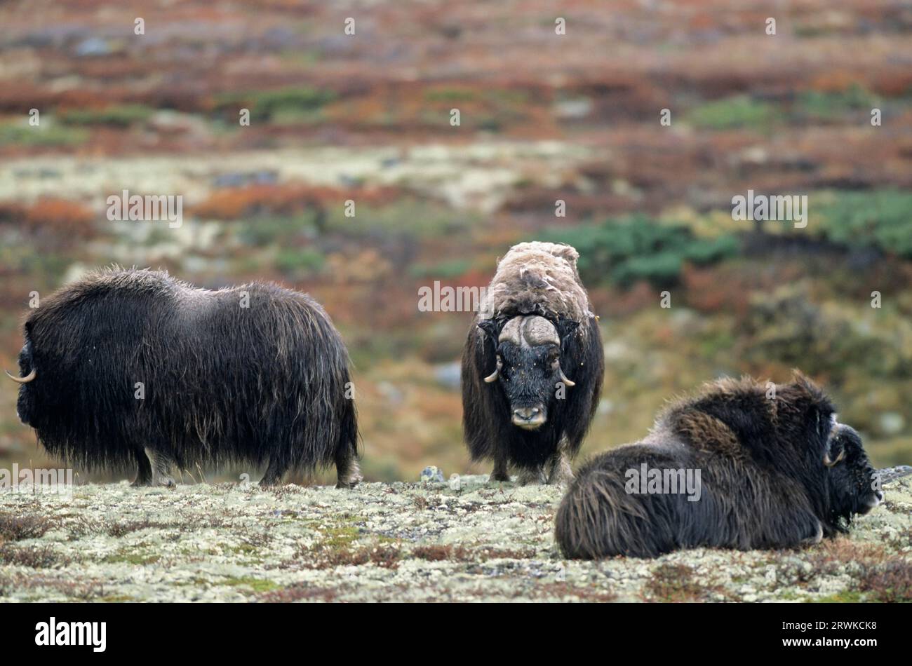 Bull musk oxen (Ovibos moschatus) Cows in the Autumnally Coloured Tundra (Musk Ox), Bull Cow ...
