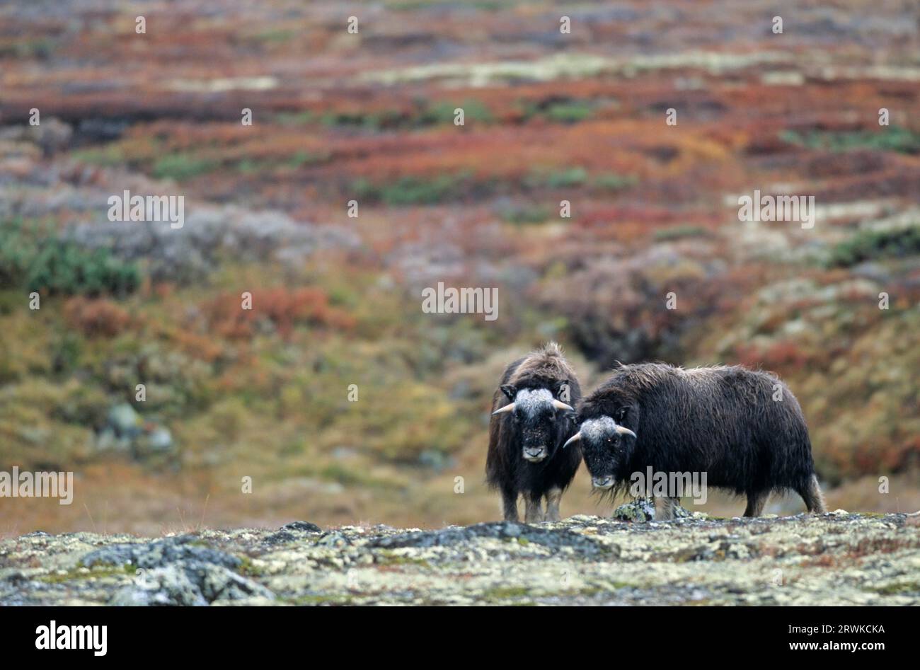 Musk oxen (Ovibos moschatus) playing in the autumnally coloured tundra ...