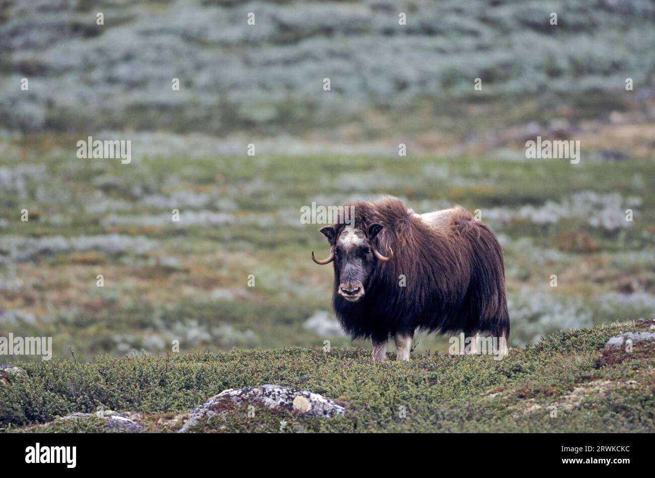Musk oxen (Ovibos moschatus) in the summerly tundra (Musk Ox), Female Muskox in the summerly ...