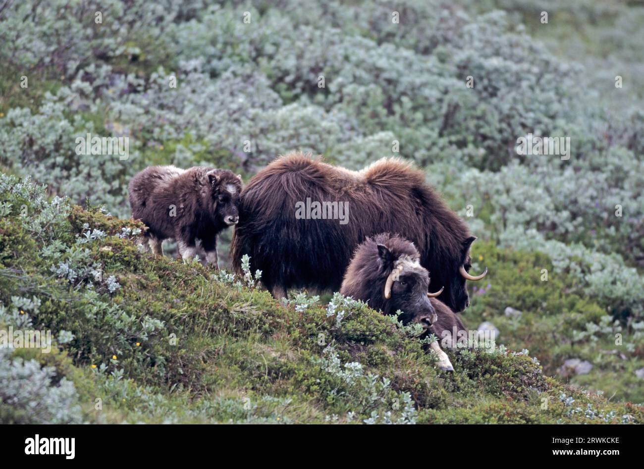 Muskox calf resting in the summerly tundra (Musk Ox) (Musk Ox), Cow Muskox calf resting in the ...