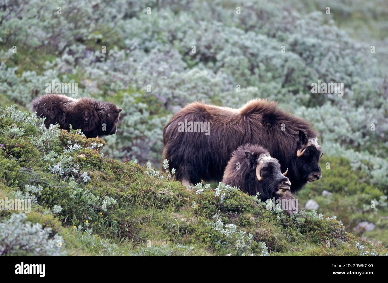 Muskox calf resting in the summerly tundra (Musk Ox) (Musk Ox), Cow ...