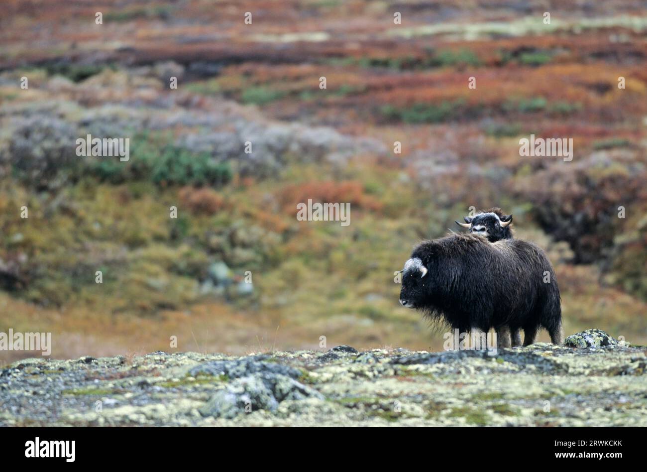 Musk oxen (Ovibos moschatus) playing in the autumnally coloured tundra ...