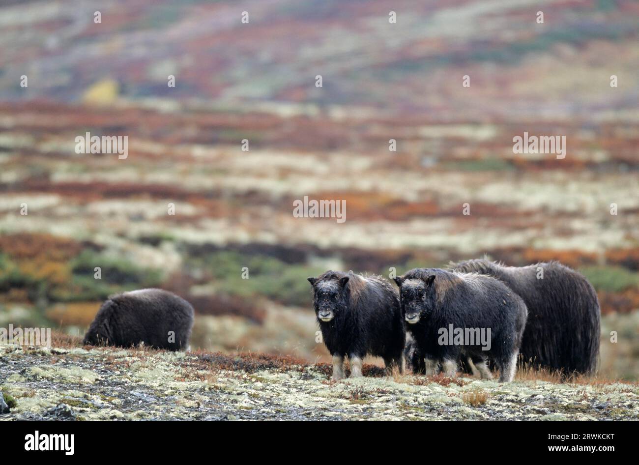 Musk oxen (Ovibos moschatus) Calves standing in the autumnally coloured ...