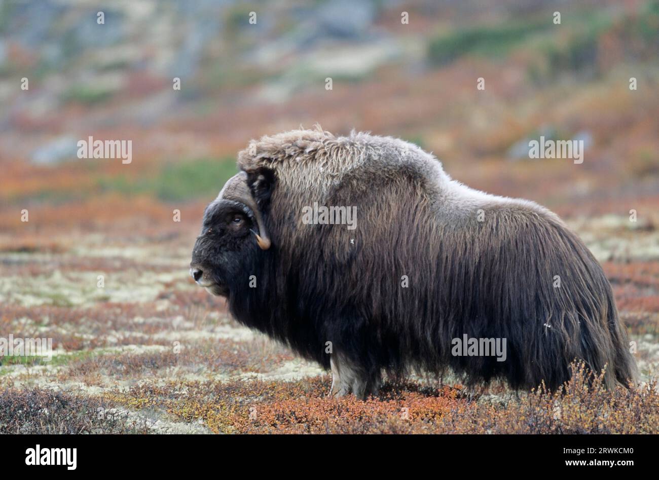 Bull musk oxen (Ovibos moschatus) standing in the autumnally coloured ...