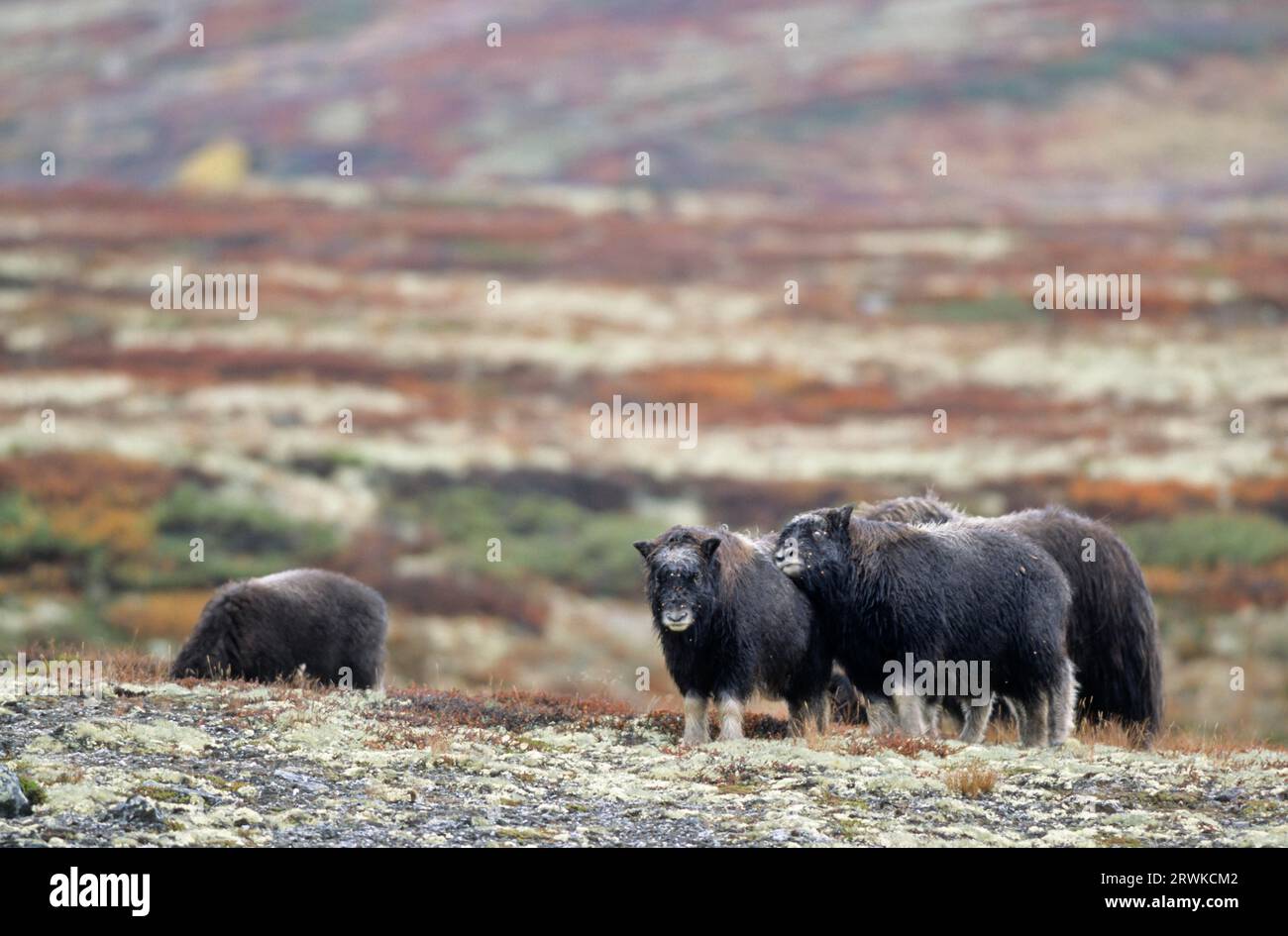 Musk oxen (Ovibos moschatus) Calves playing in the autumnally coloured ...