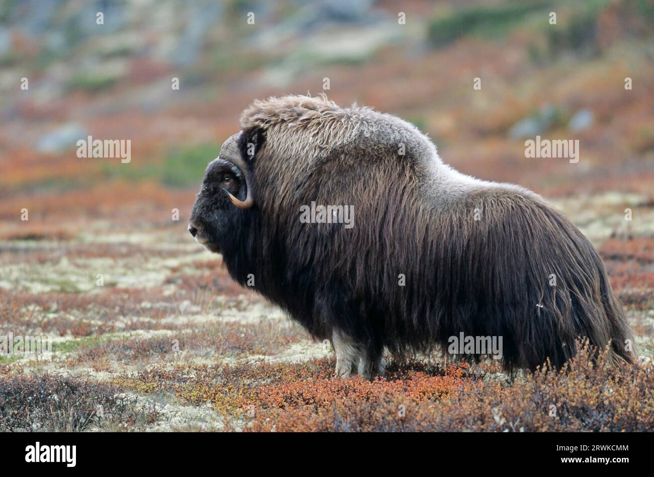 Bull musk oxen (Ovibos moschatus) standing in the autumnally coloured ...