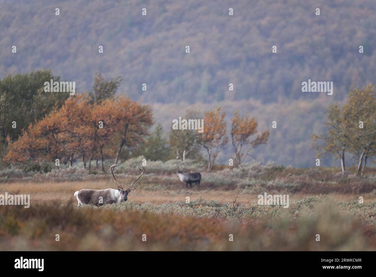 Cow bull mating hi-res stock photography and images - Alamy Cow bull mating hi-res stock photography and images - Alamy