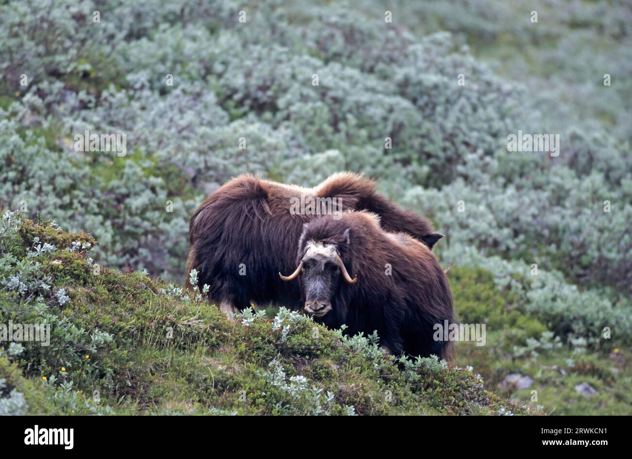 Musk oxen (Ovibos moschatus) in the summerly tundra (Bisamochse), Female Muskox in the summerly ...