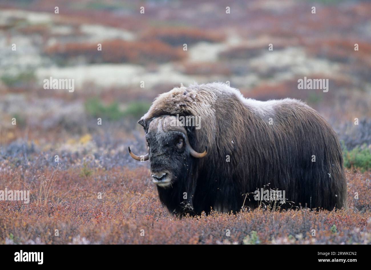 Bull musk oxen (Ovibos moschatus) standing in the autumnally coloured ...