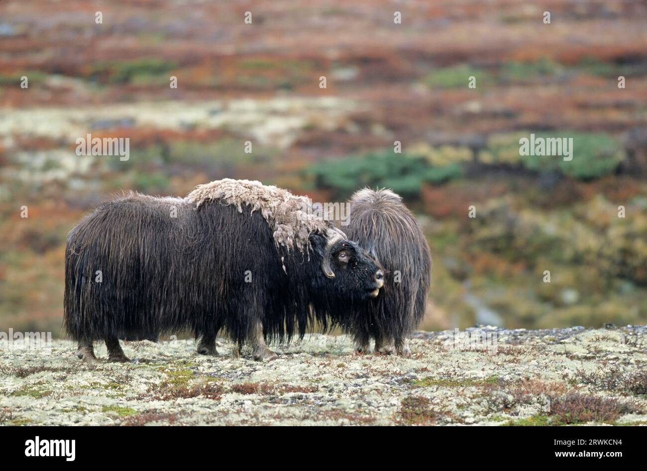 Bull musk oxen (Ovibos moschatus) standing fletching next to a cow in ...