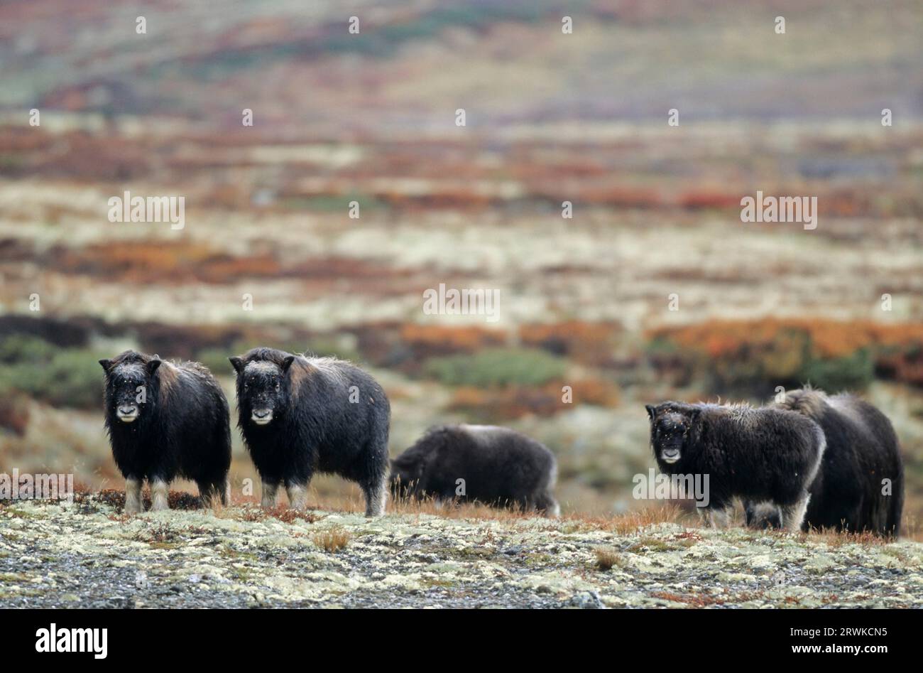Musk oxen (Ovibos moschatus) Calves standing in the autumnally coloured ...