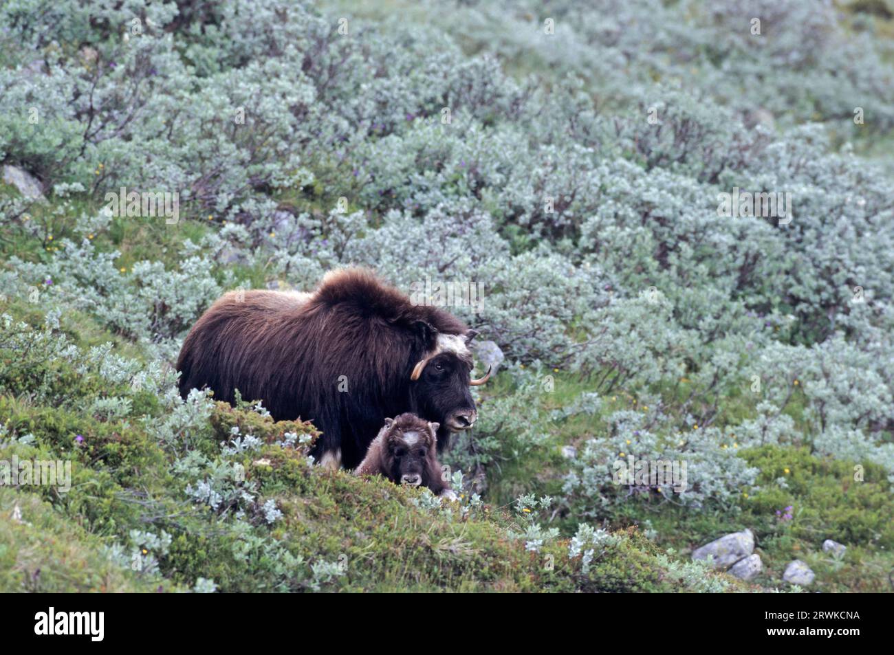Musk oxen (Ovibos moschatus) calf resting in the summerly tundra (Musk ...