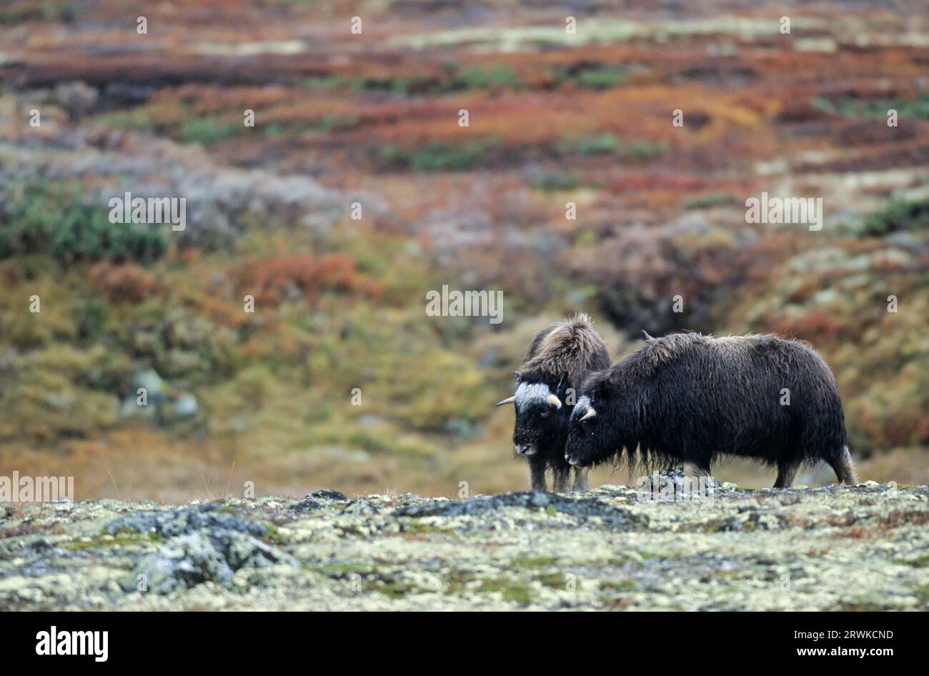 Musk oxen (Ovibos moschatus) playing in the autumnally coloured tundra ...