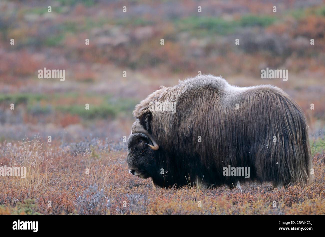 Musk oxen tundra muskox hi-res stock photography and images - Alamy